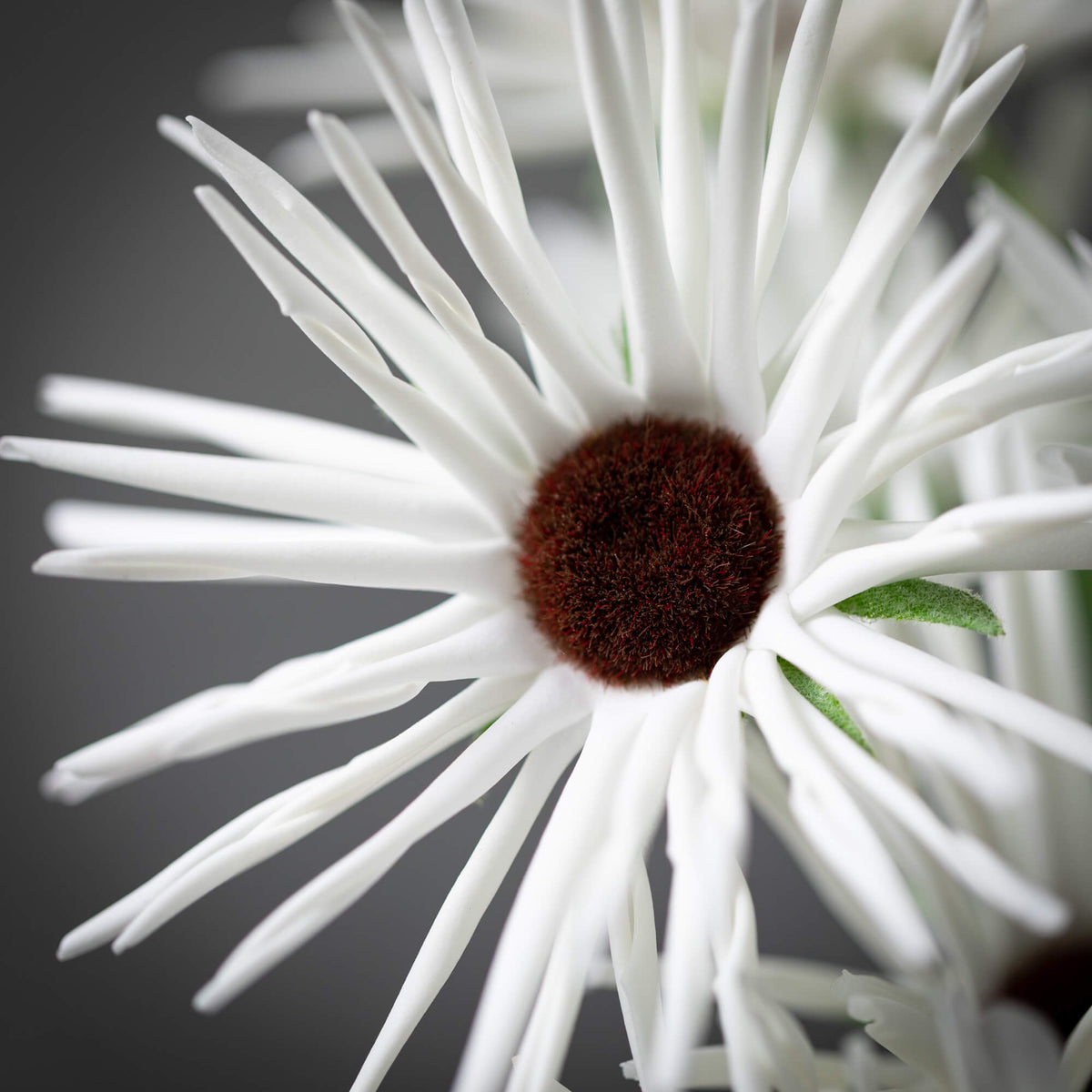 White Daisy Stem – The Rusty Nickel